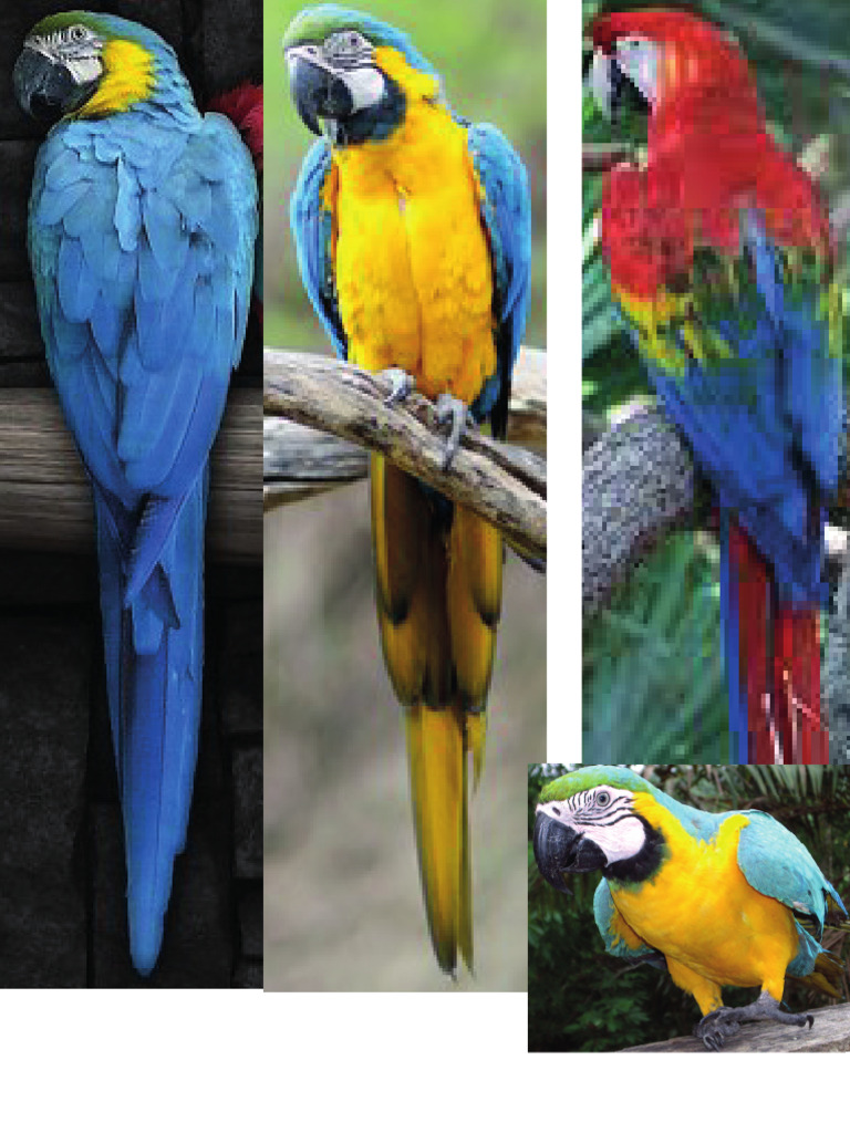 Loro | PDF
