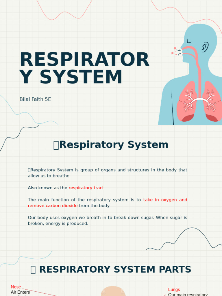 Respiratory Sistem Grage 5 by Bilal | PDF | Respiratory Tract | Lung