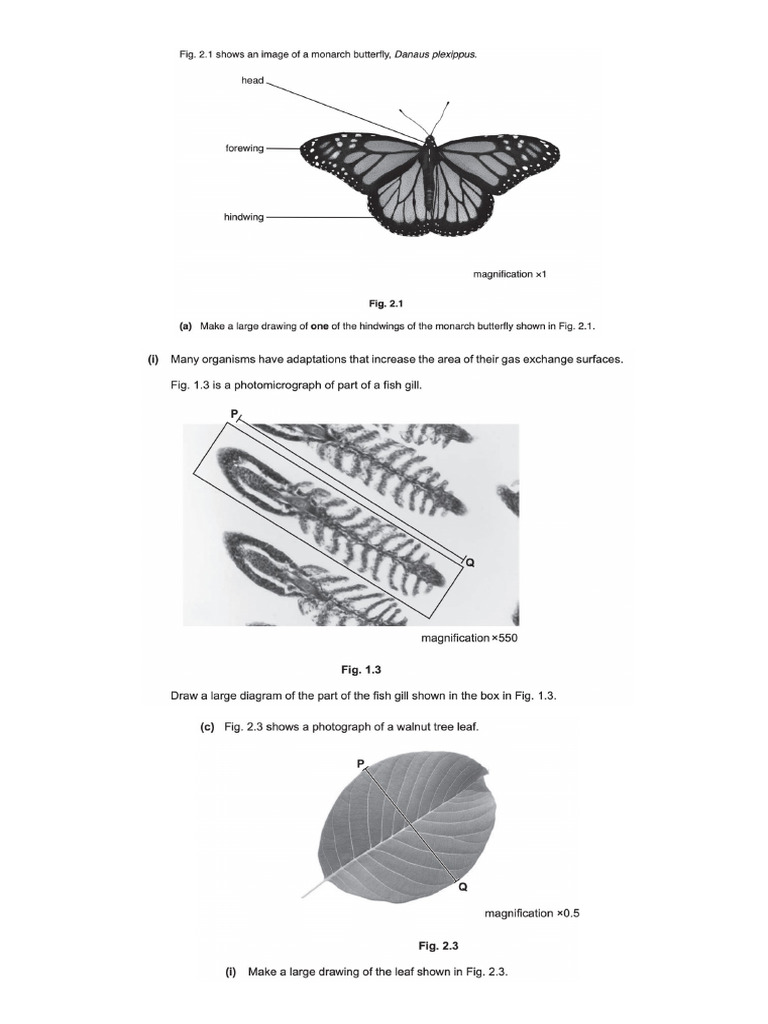Paper 6 Drawing Practice Questions | PDF