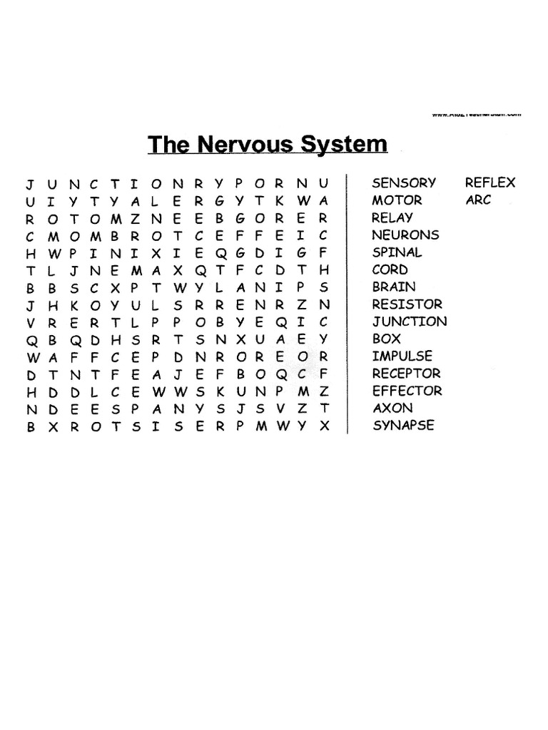 Nervous System Wordsearch | PDF