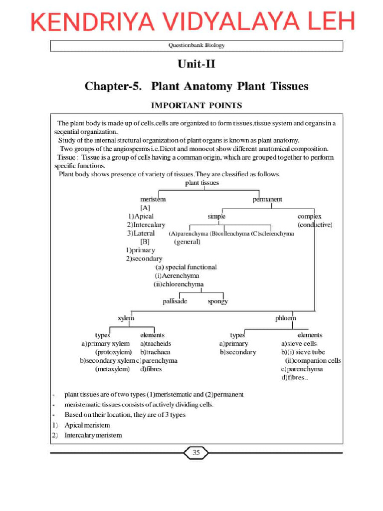 11 Bio Unit 2 Plant Tissue Mcq | PDF