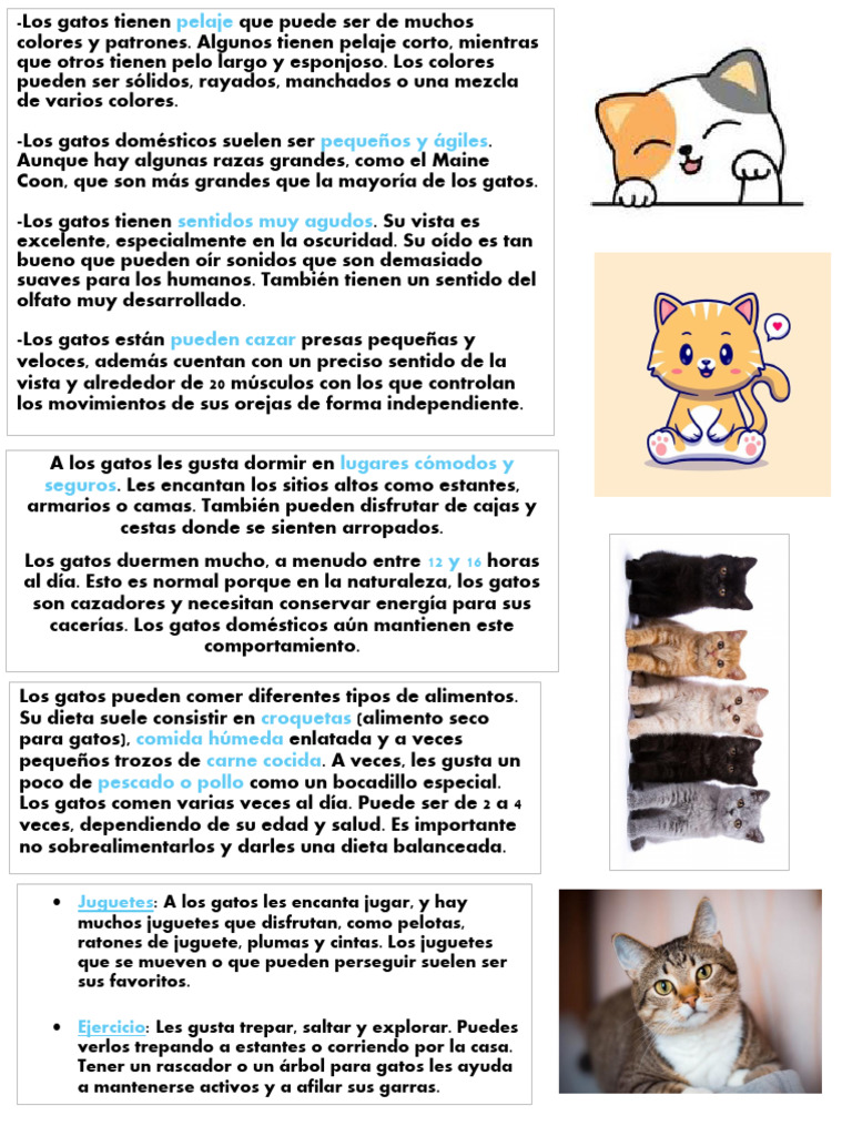 El Gato | PDF