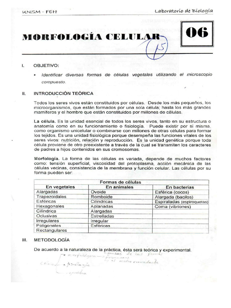 Morfología Celular | PDF