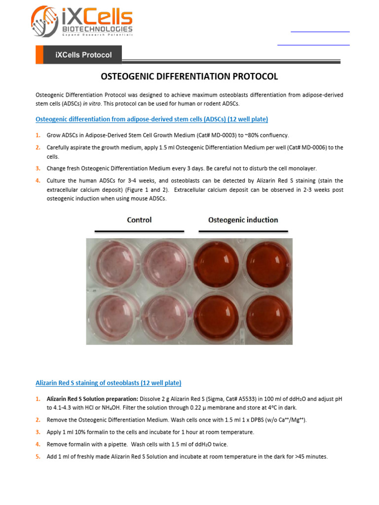 Osteogenic_Differentiation_Protocol_V2 | PDF