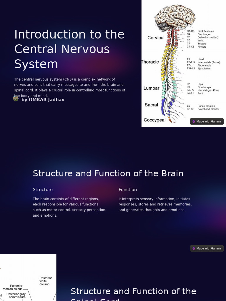 Introduction To The Central Nervous System | PDF