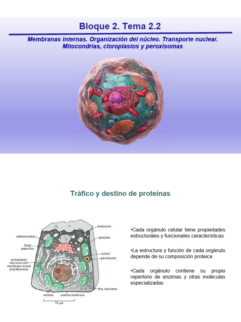 Tema2_2_Nucleo | PDF
