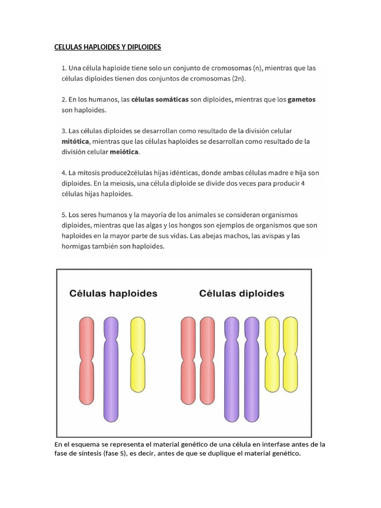 Celulas Haploides y Diploides | PDF