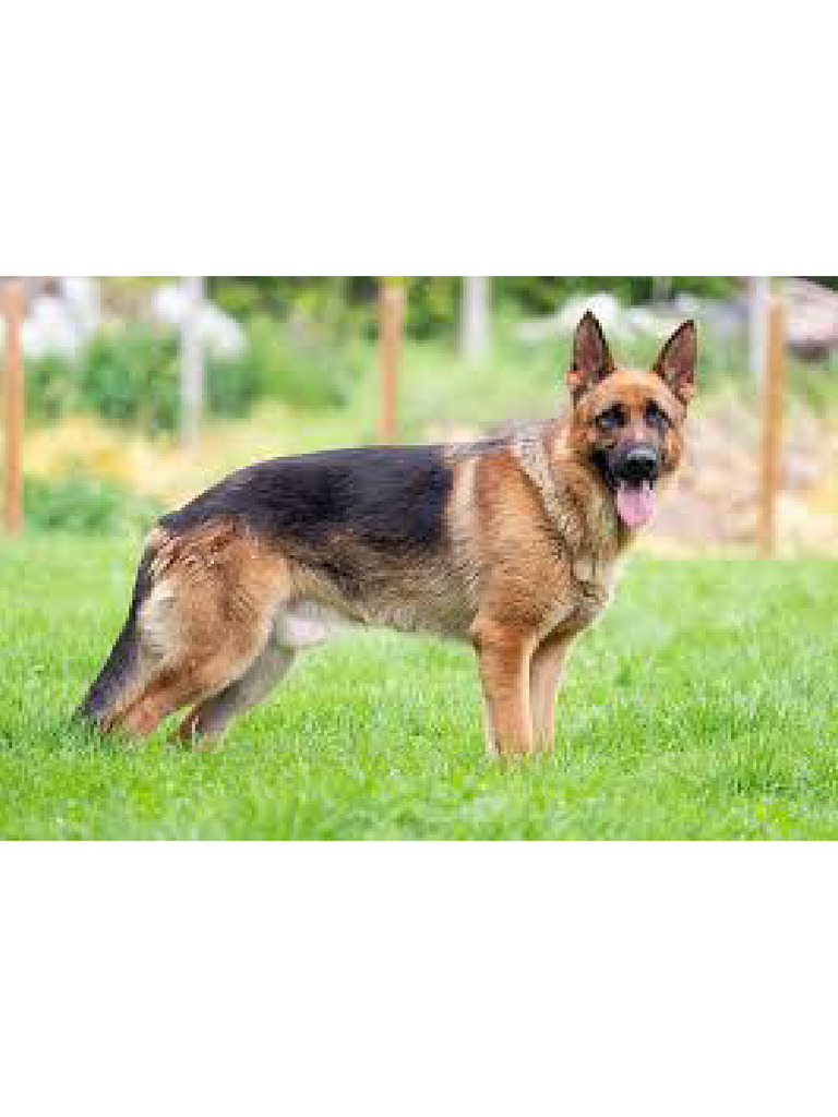 Dog Pdf