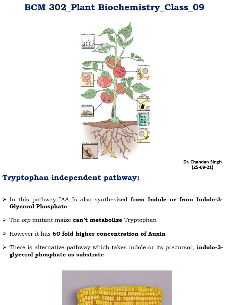 BCM302 Plant Biochemistry Class 09 | PDF