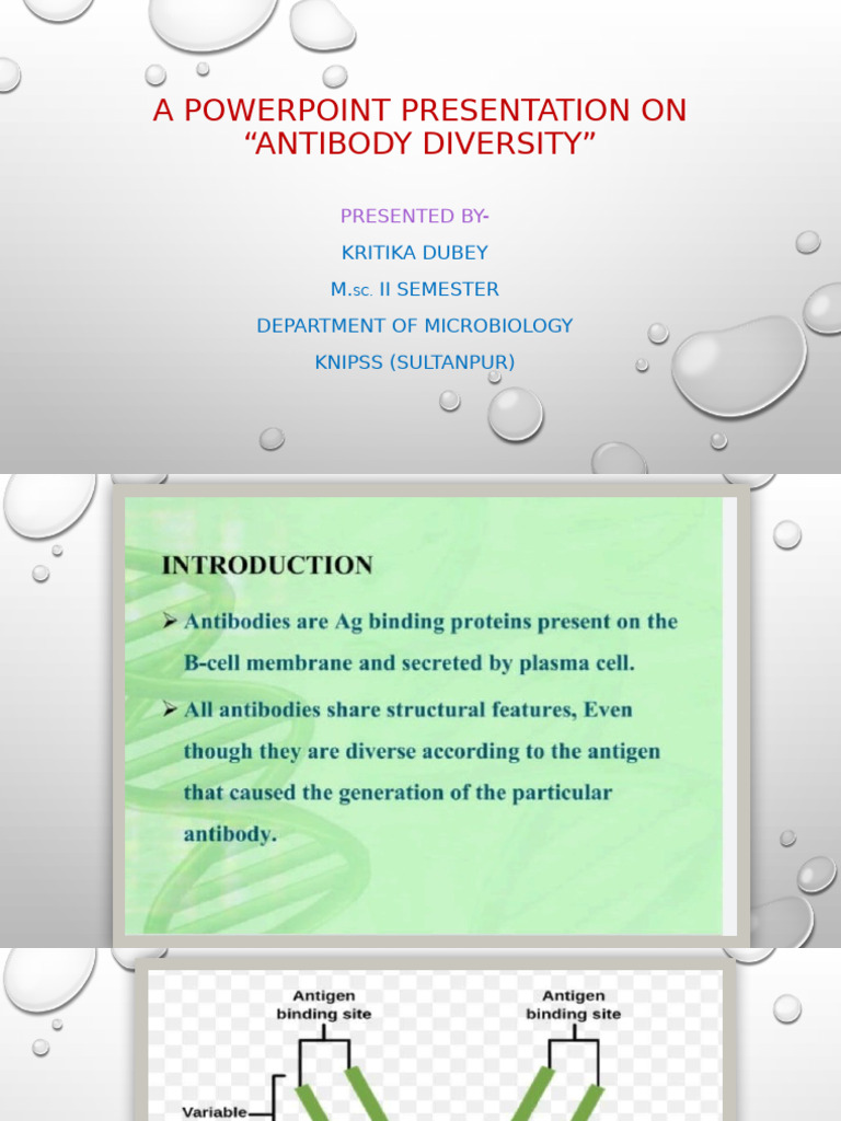 Antibody Diversity New | PDF