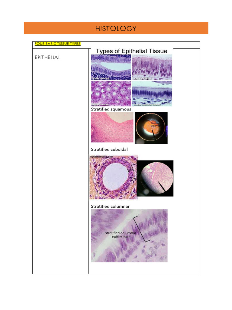 HISTOLOGY | PDF