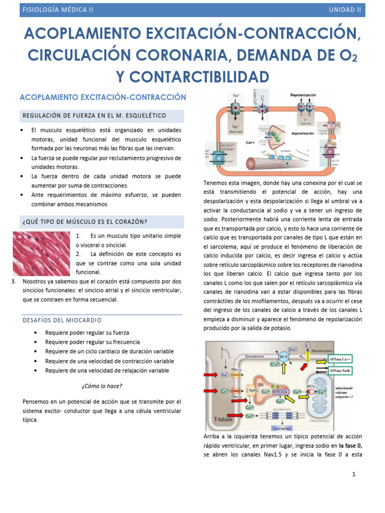 Acoplamiento Excitación-Contracción | PDF
