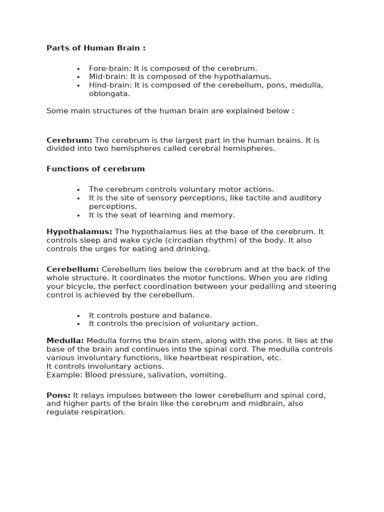 Parts of Human Brain | PDF