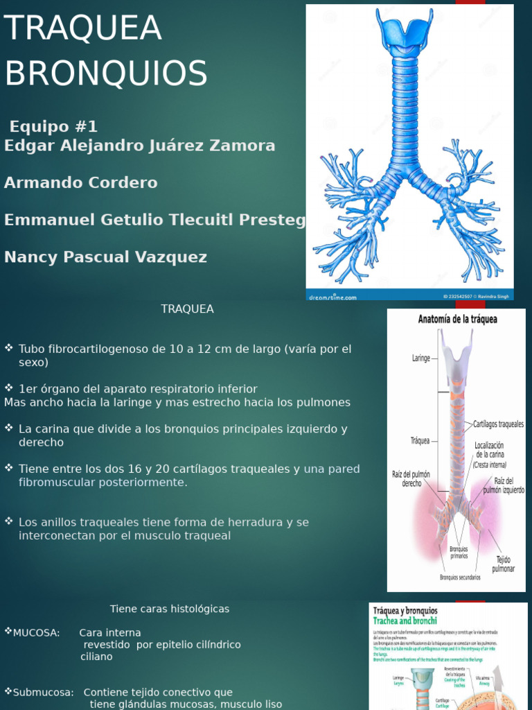 Traquea | PDF