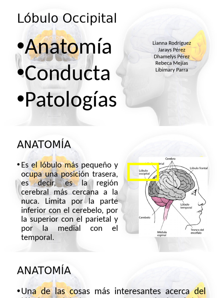 Unidad 2 Lobulo Occipital Pdf