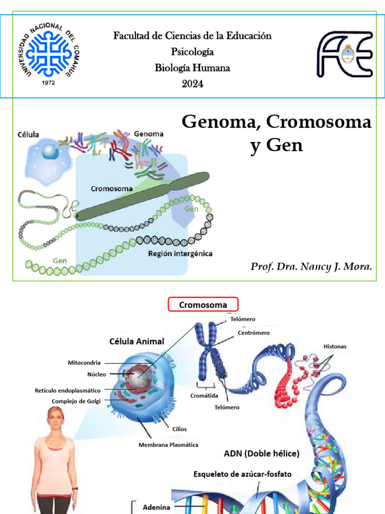 TP3.5 Genoma, Cromosoma y Gen | PDF