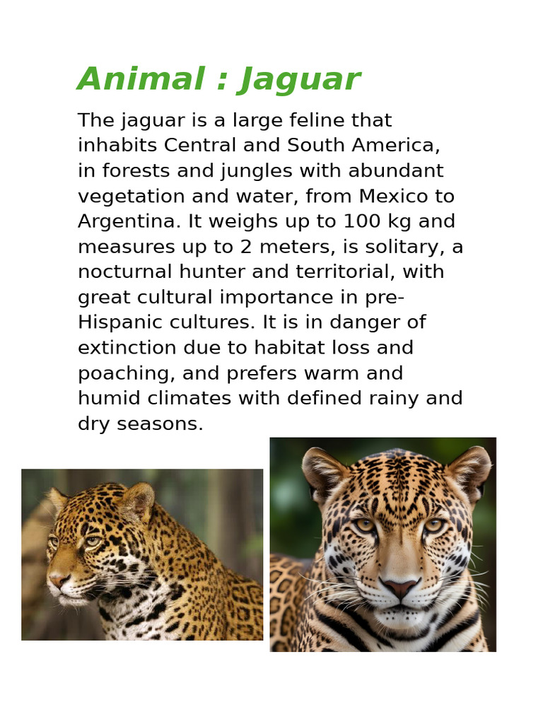 Animal: Jaguar | PDF