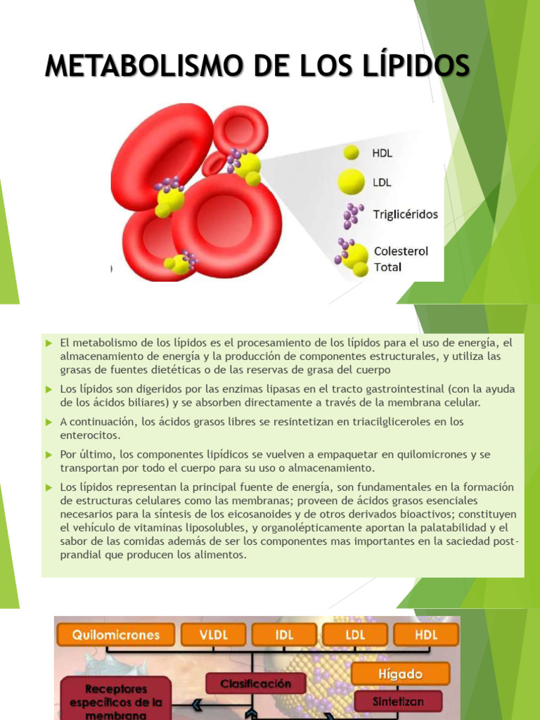 Mapa Conceptual Del Metabolismo De Los Lipidos Bidratos Images ...