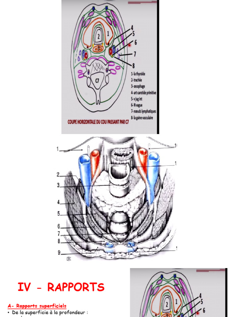 E. L'ANAT THYROIDE | PDF