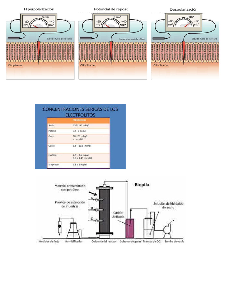 potencial de membranas en celulas excitables | PDF
