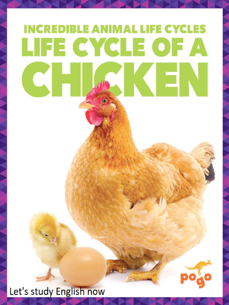 Life Cycle of A Chicken PDF | PDF