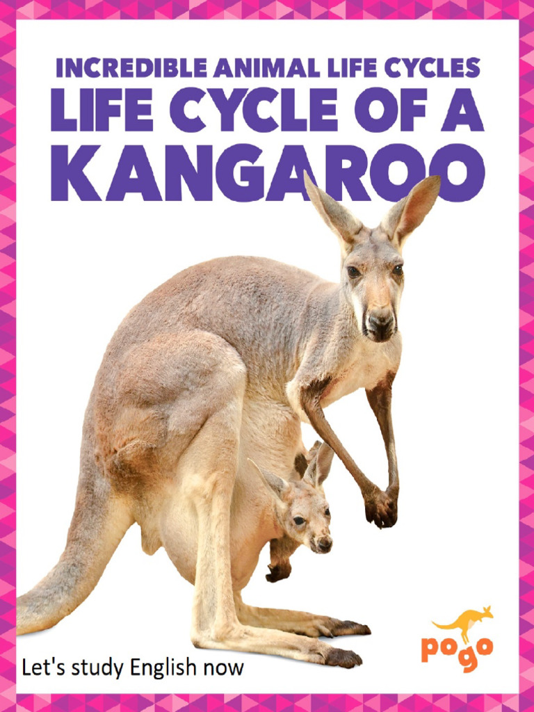 Life Cycle of A Kangaroo PDF | PDF