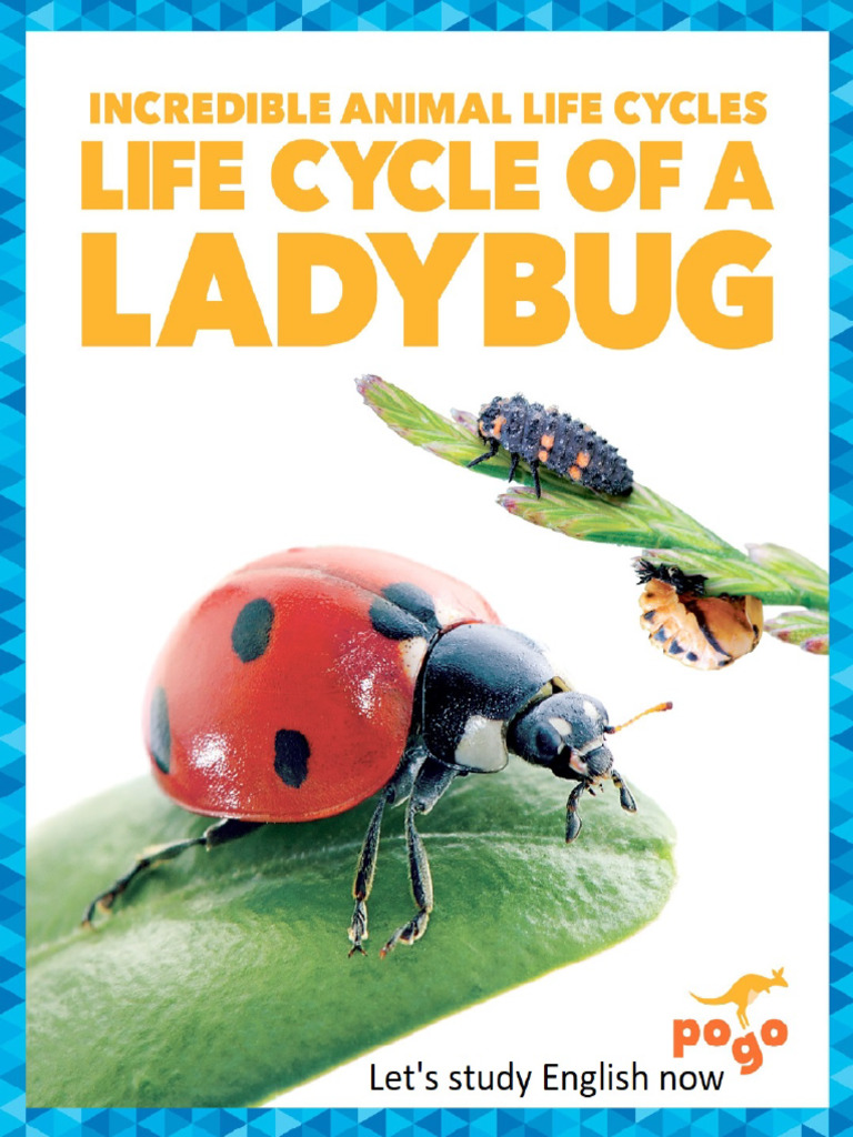 Life Cycle of A Ladybug PDF | PDF