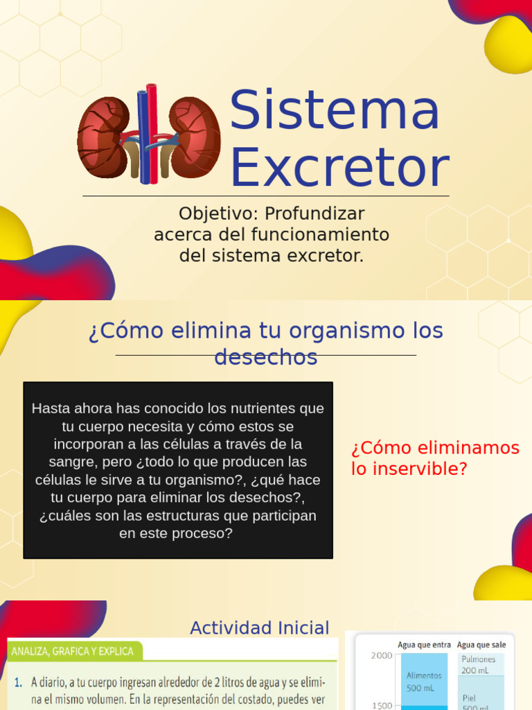 Sistema Excretor | PDF