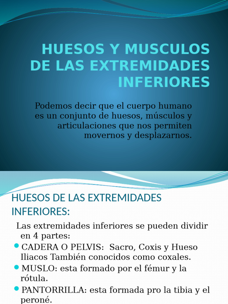 Anatomía de Huesos y Músculos Inferiores | PDF | Hueso | Nalgas