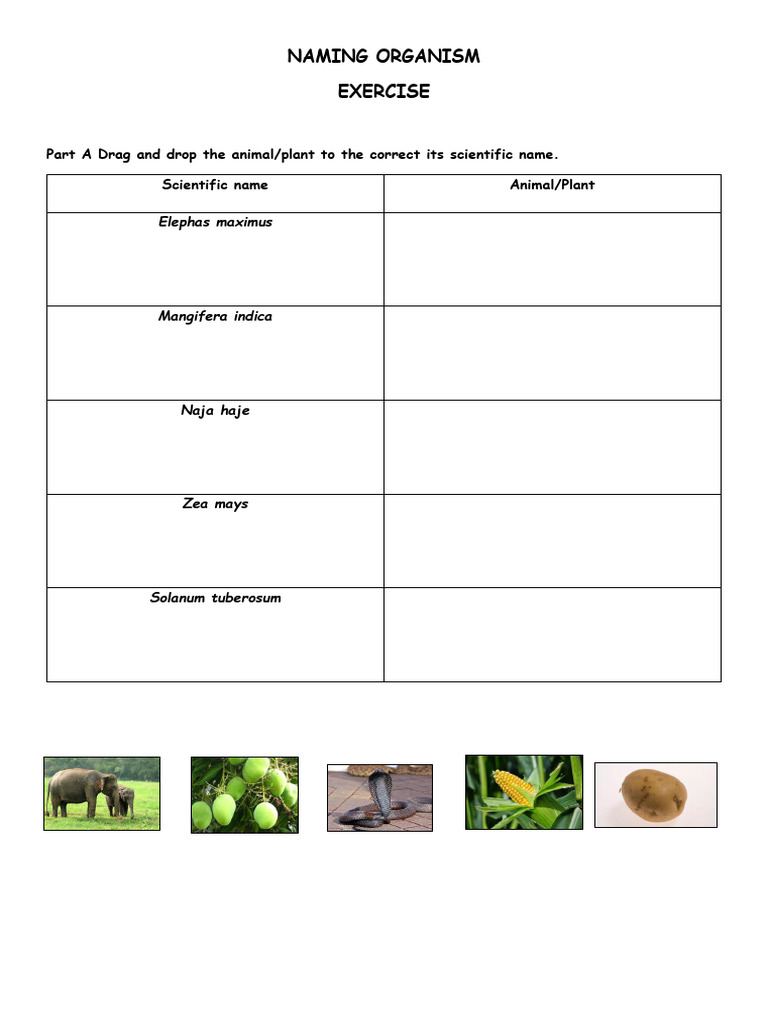 Scientific Naming Exercise Guide | PDF