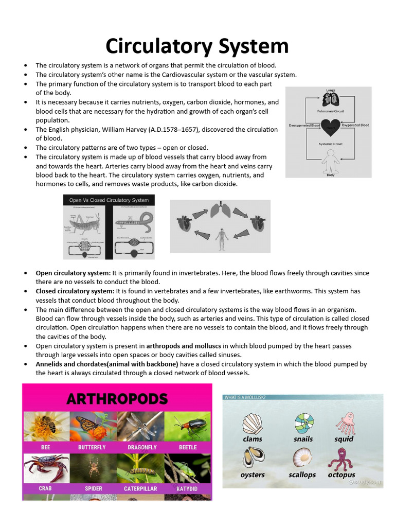 Circulatory System in Different Animals | PDF