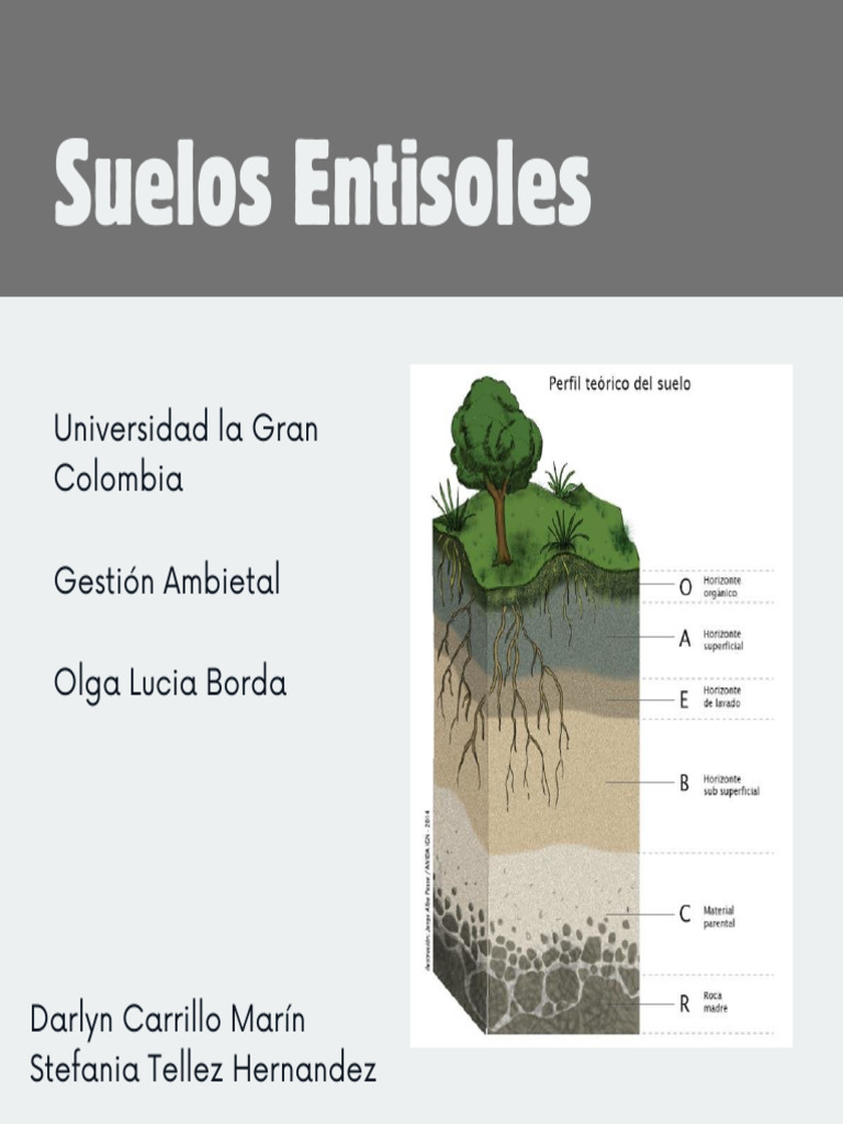 Suelos Entisoles | PDF | Suelo | Geografía Física