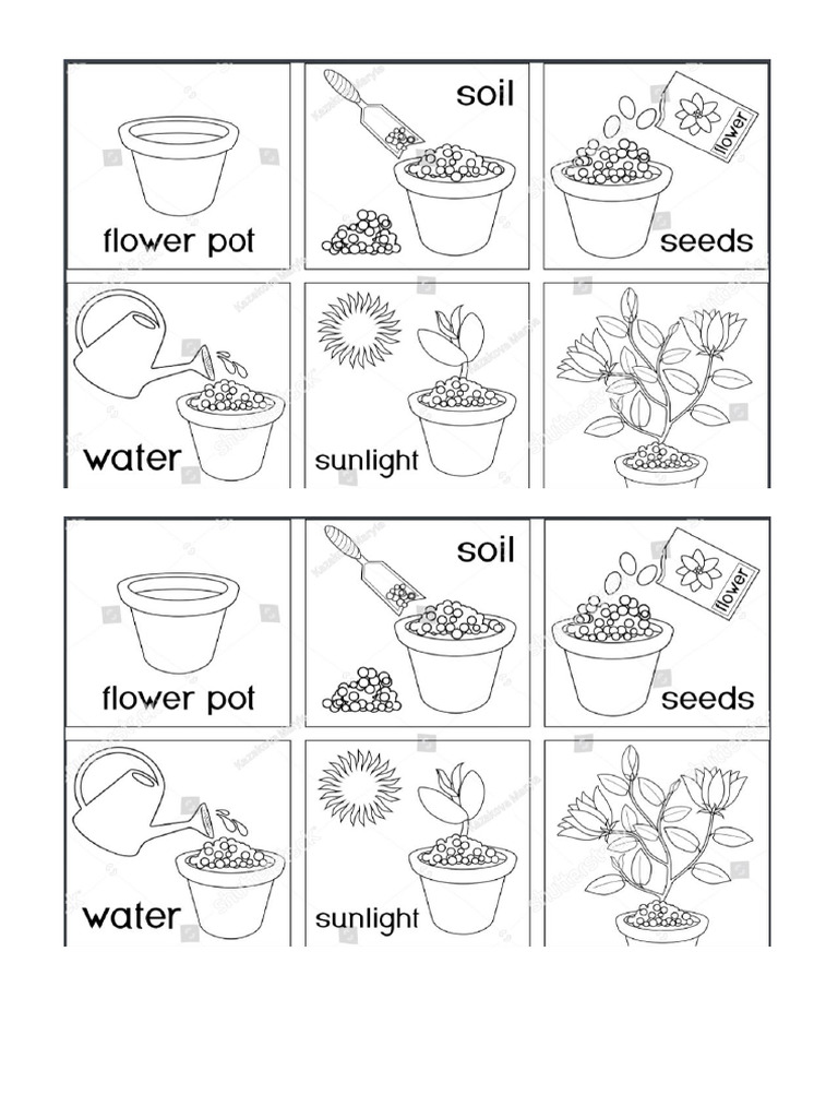 Life Cycle of A Plant | PDF