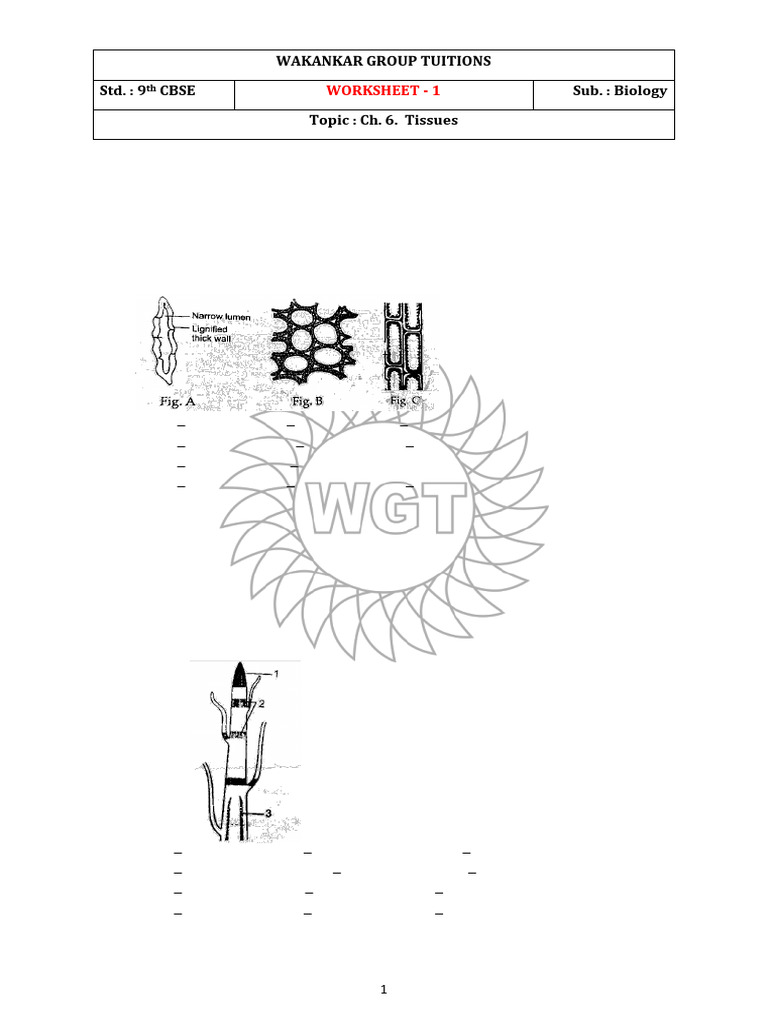9th CBSE - Biology - Ch. 6. Tissues - Worksheet - 1 | PDF