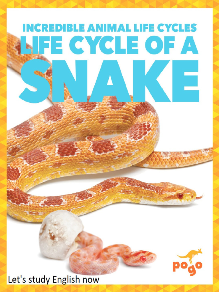 Life Cycle of a Snake.pdf | PDF