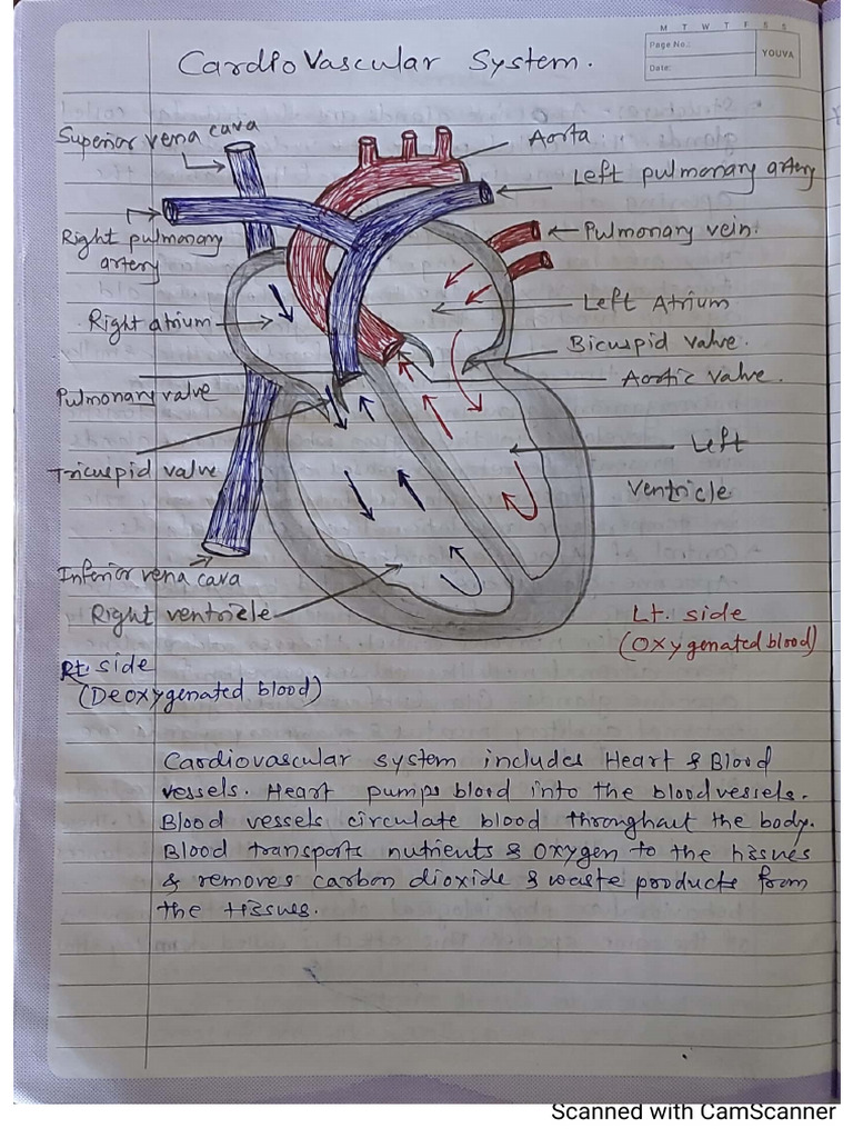 CVS Functional Anatomy | PDF
