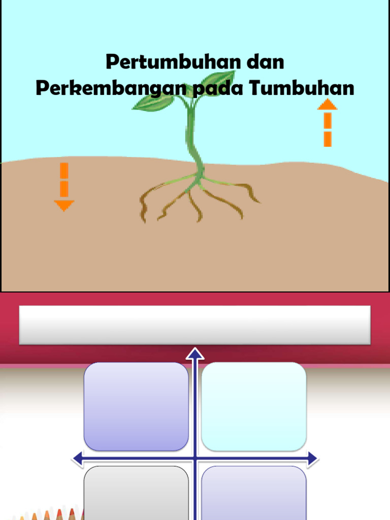 Materi 4 Morfogenesis | PDF