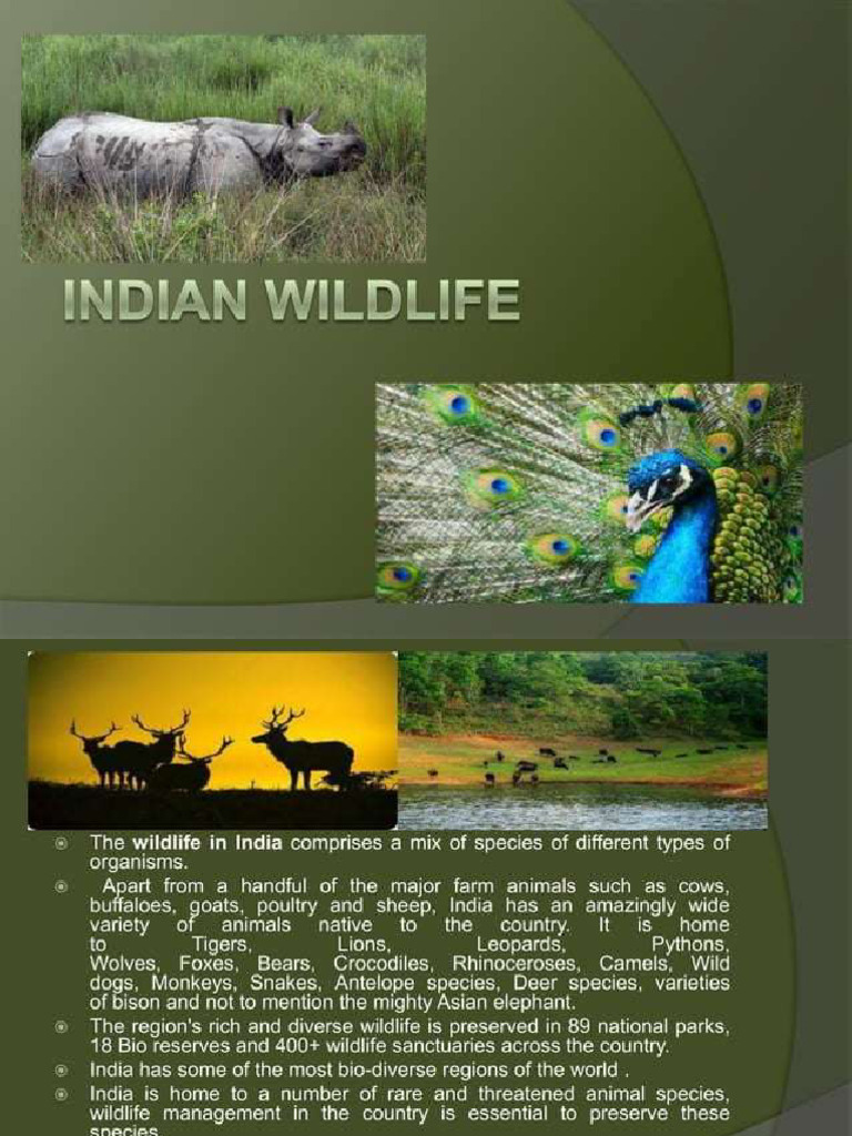 Wildlife US | PDF