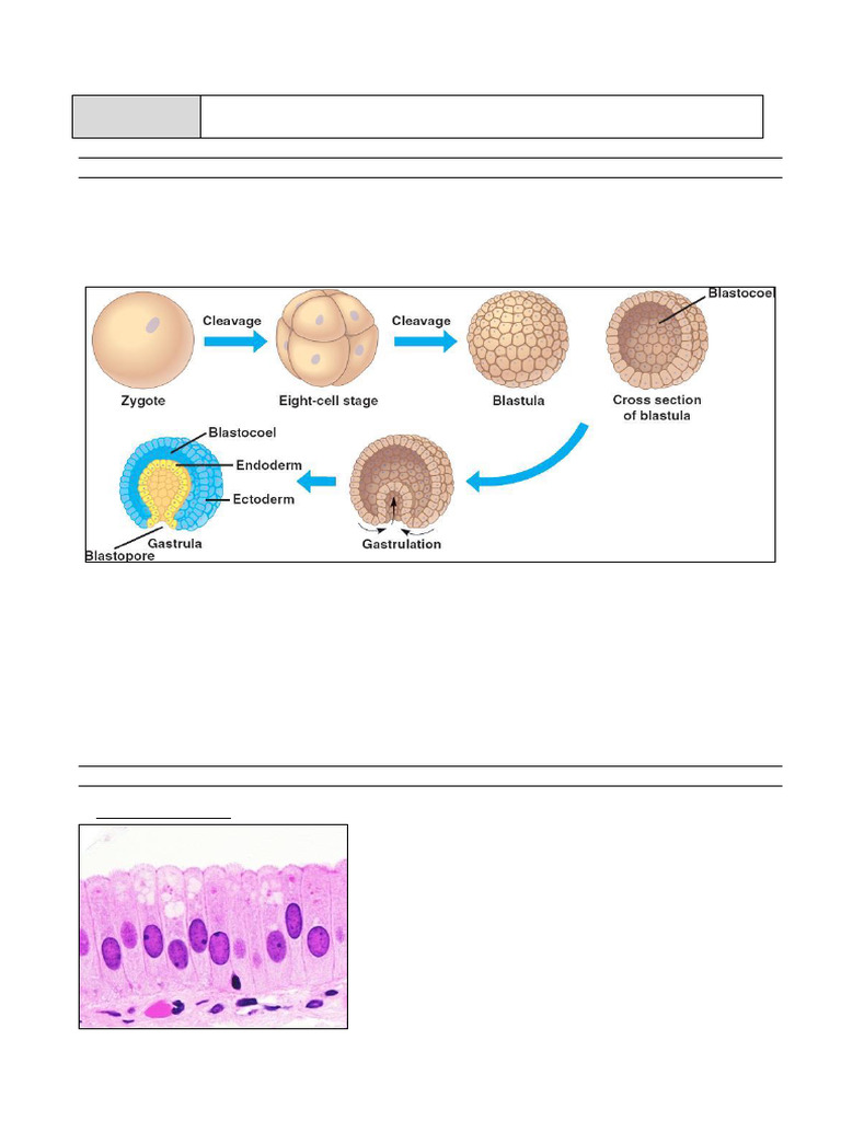 Fg03-Generalidades Sobre Los Tejidos | PDF