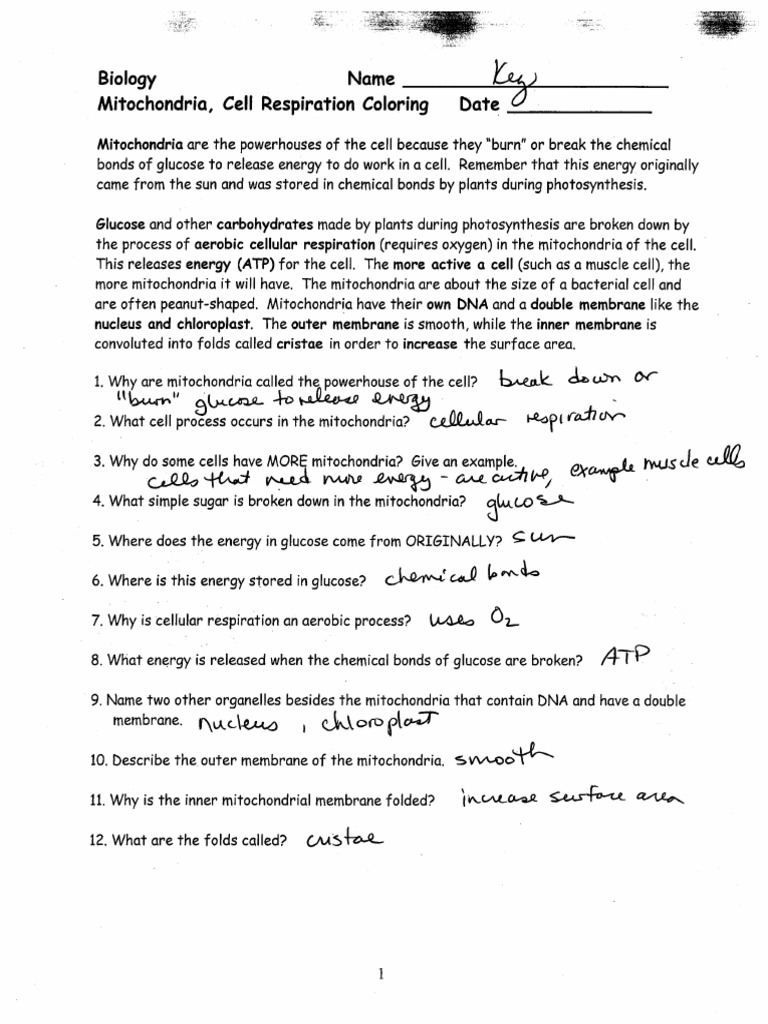 Ans Key Mitochondria Coloring | PDF
