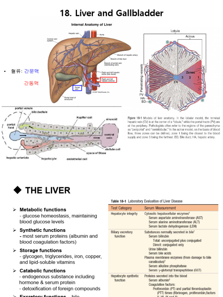 Liver and Gallbladder | PDF
