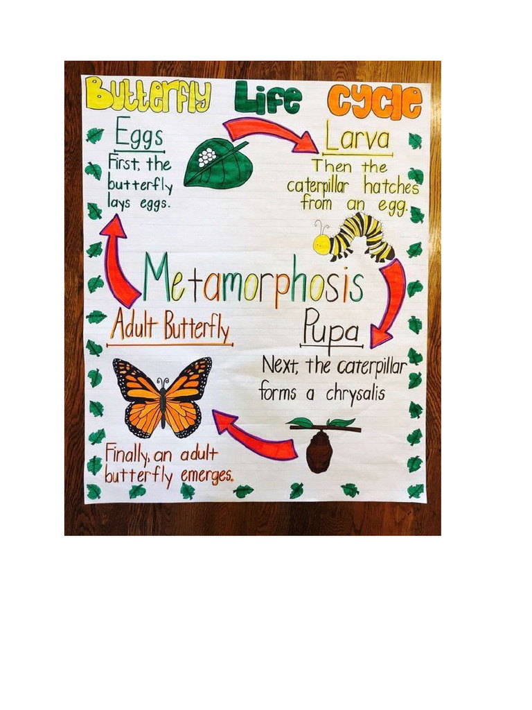 Butterfly Life Cycle | PDF