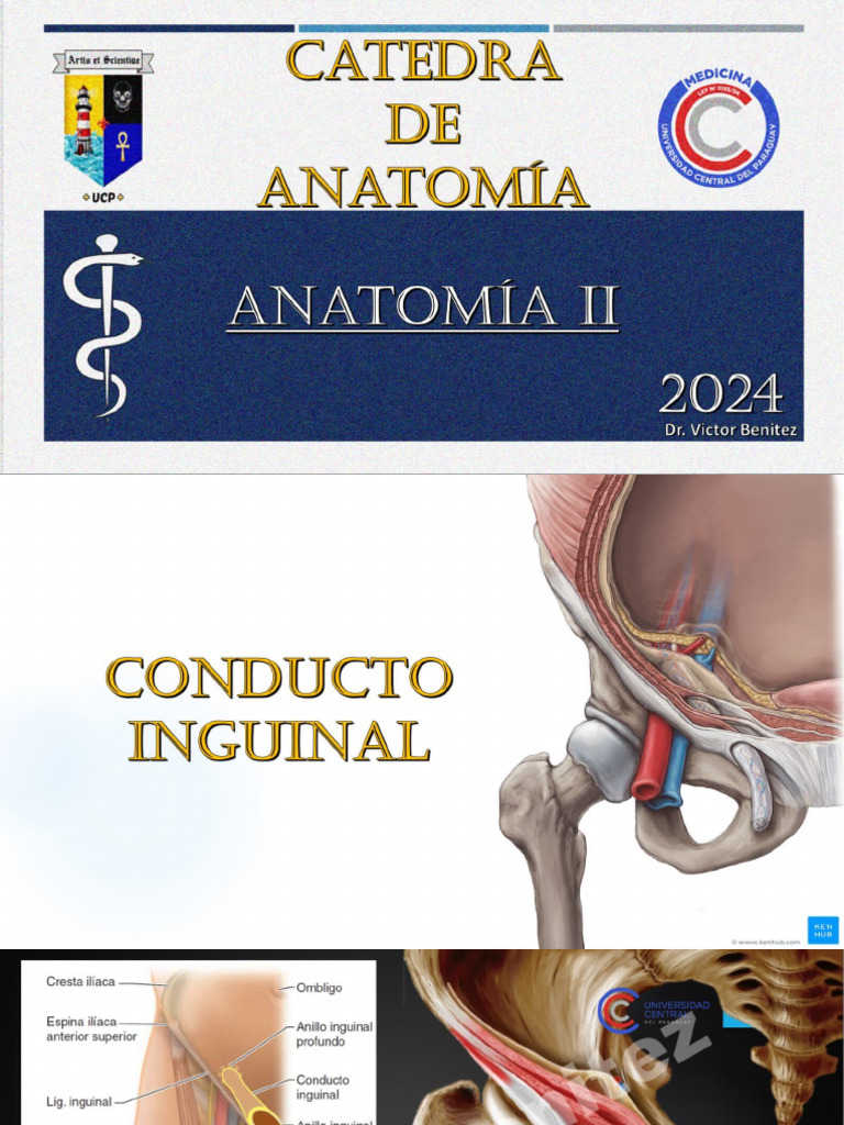 6 Conducto Inguinal | PDF