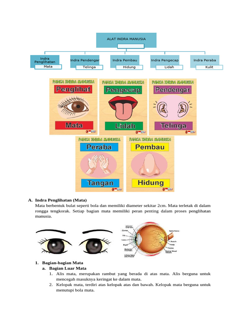 Alat Indra Manusia | PDF