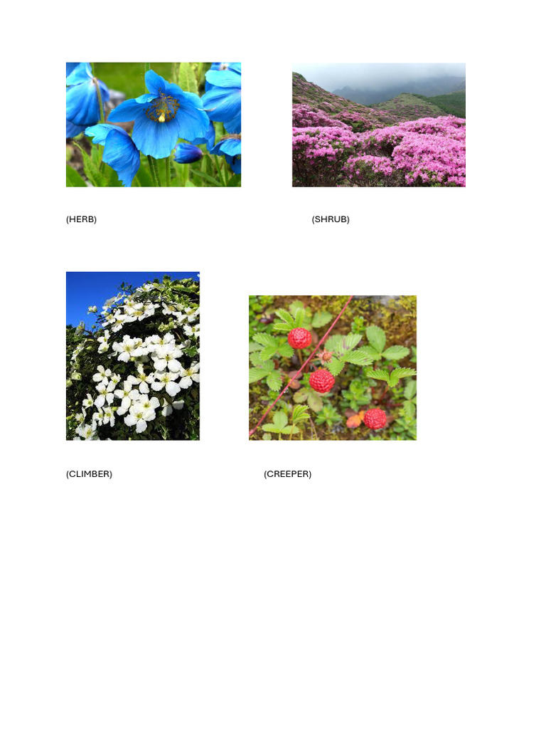 Types of Tress | PDF