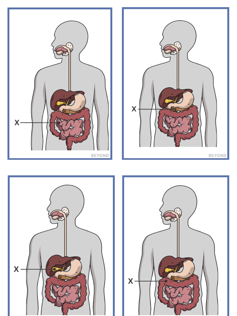 t3 SC 166 Digestive System Find A Friend Card Sort - Ver - 2 | PDF
