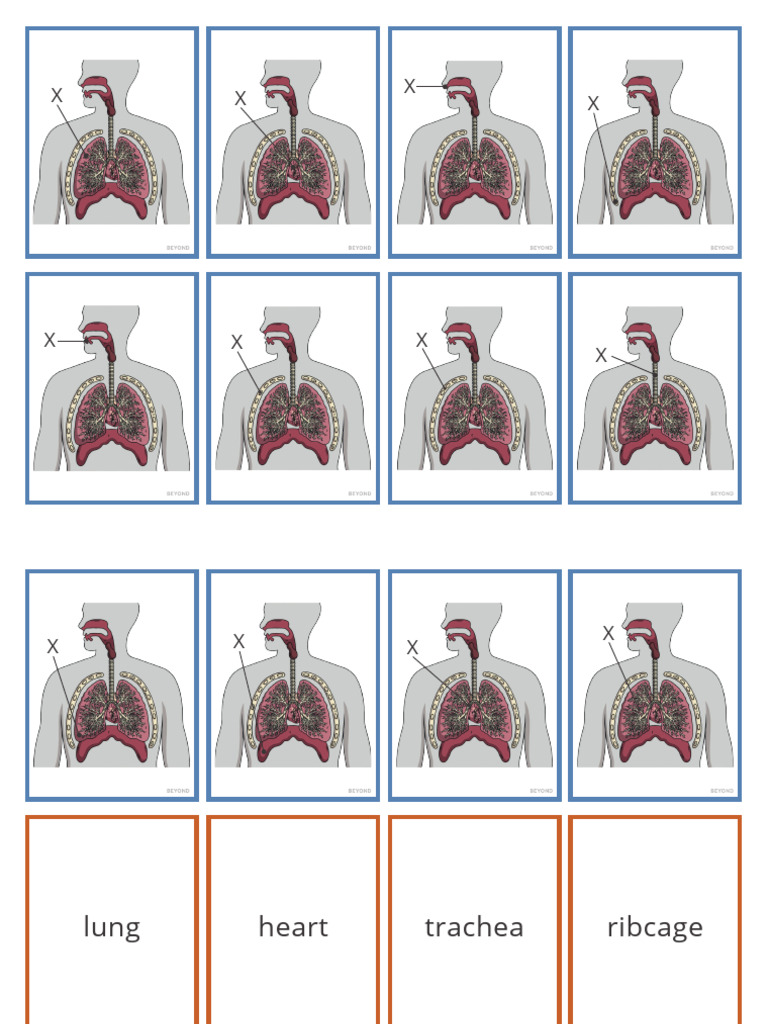 Parts of The Respiratory System Card Sort - Ver - 1 | PDF