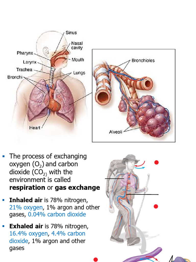 Lecture 3 - Gas Exchange | PDF