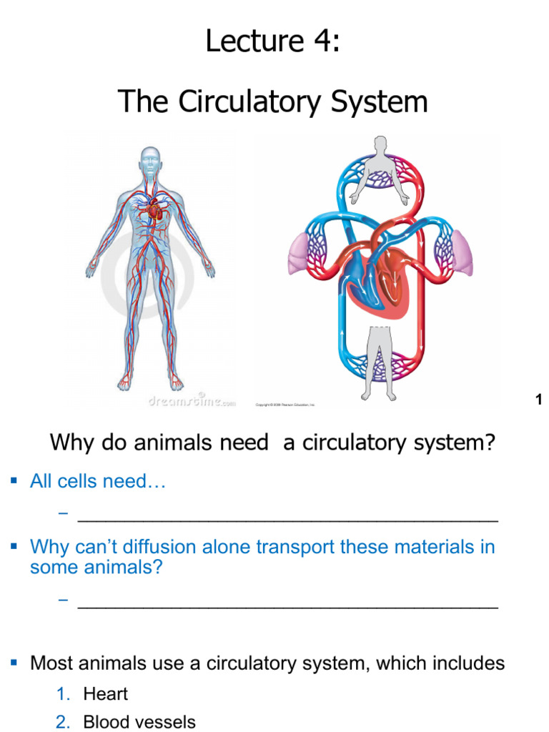 Lecture 4 Circulatory System Pdf