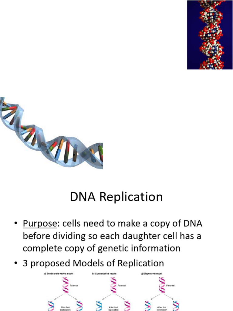DNA Replication Part-1 - 24th July 2023 | PDF